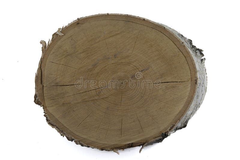 Wooden Saw Cut of an Old Birch, Top View, Cutting Board. Stock Image ...