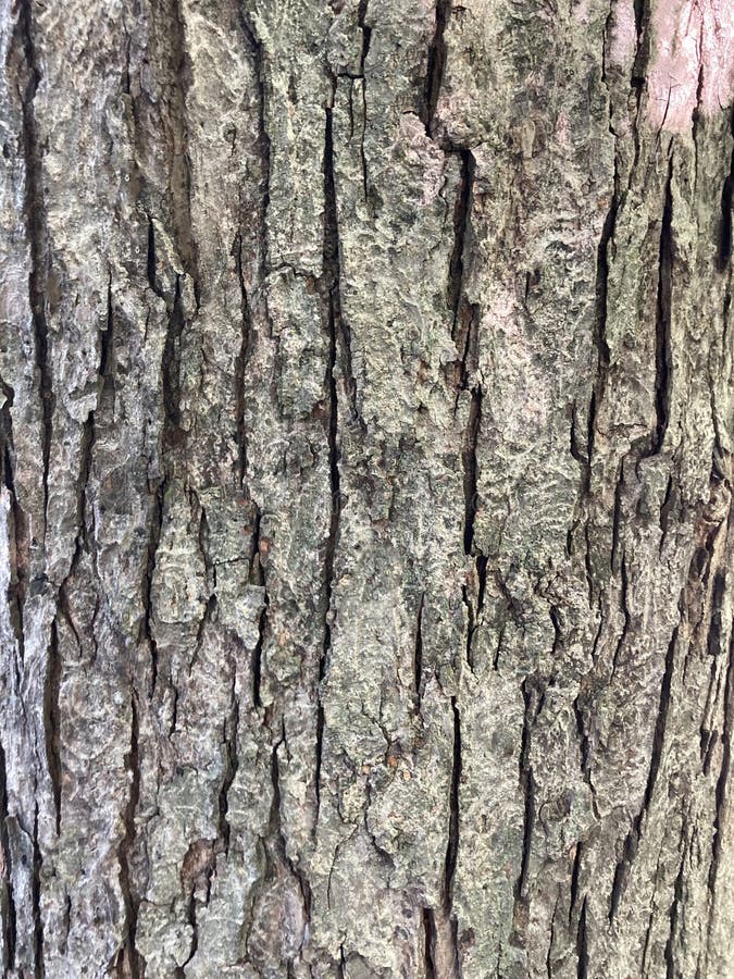 Tree Bark, Natural Material. Texture Suitable for Natural Background Stock Photo - Image of ...