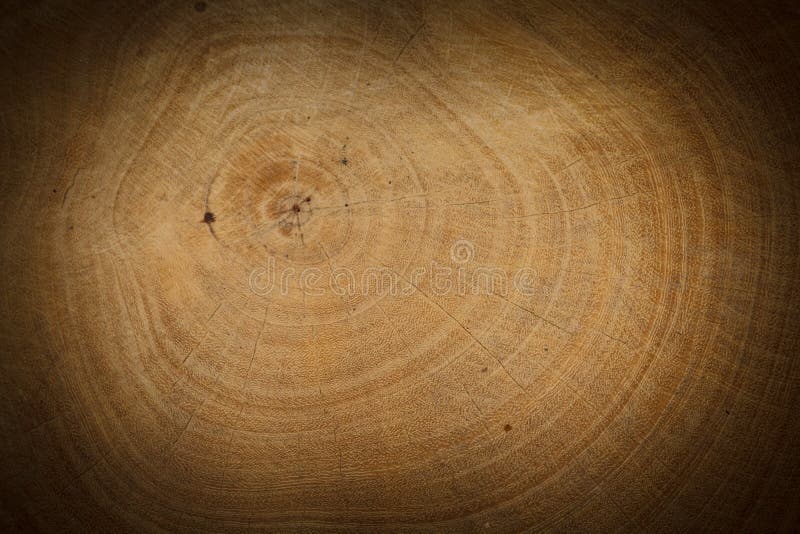 Wooden section stock image. Image of texture, industry - 45808657