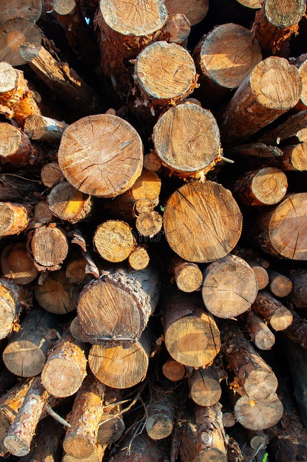 Wooden Sections of Trees. the Texture of the Tree. Background with ...