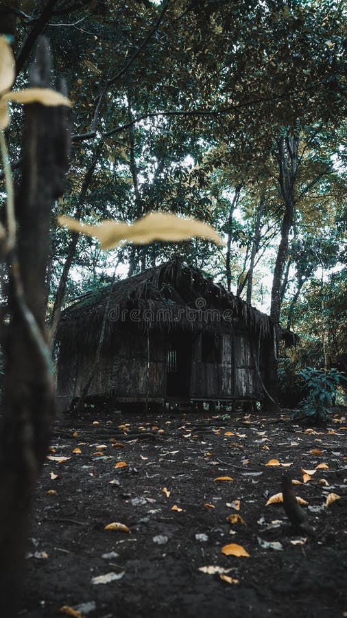 A Wooden Shack in the Forest Stock Image - Image of green, autumn ...