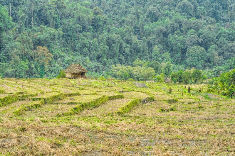 Wooden Shack Surrounded with Grass and Trees Stock Photo - Image of ...