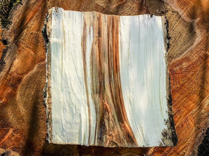 Tree Splitting Half Stock Photos - Free & Royalty-Free Stock Photos ...