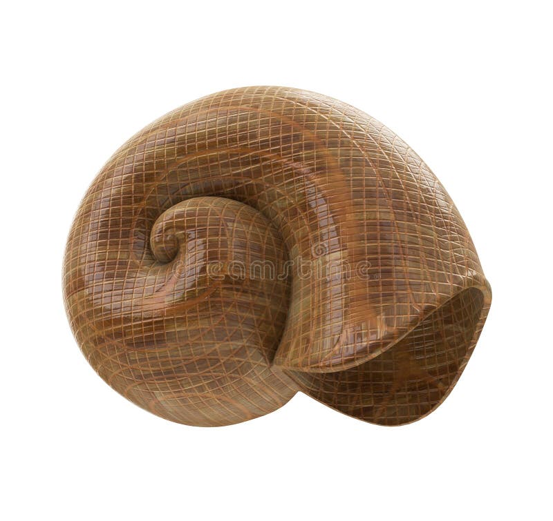 Wooden shell 3d model stock illustration. Illustration of mollusk ...