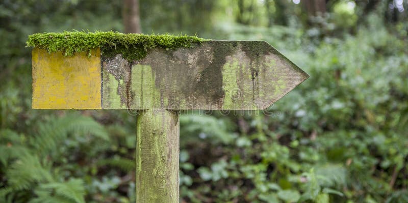 Wooden Sign Pole Deep in the Forest Covered with Lichens and Moss Stock ...