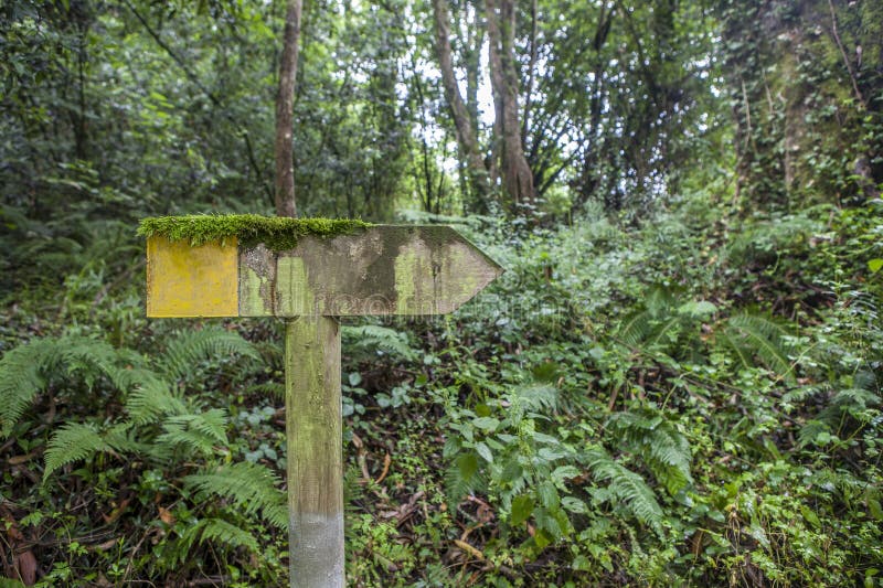 Wooden Sign Pole Deep in the Forest Covered with Lichens and Moss Stock ...