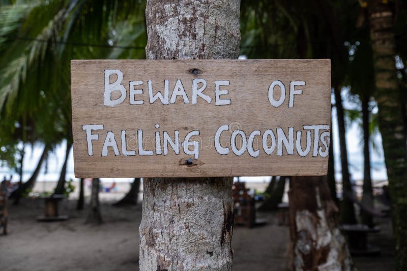 Wooden Sign Saying "Beware of Falling Coconuts " on the Trunk of a Tree ...