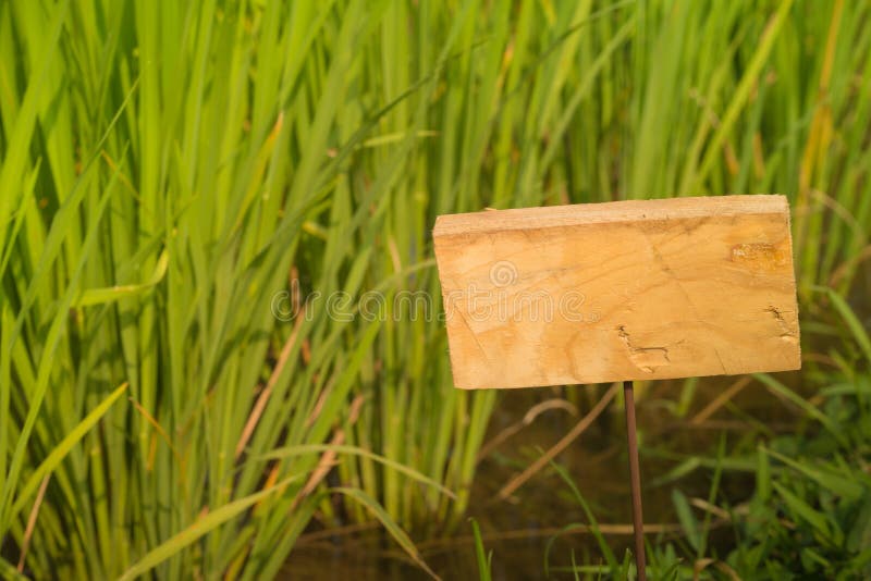 Wooden Sign on the Type of Rice Stock Photo - Image of harvest, farm ...
