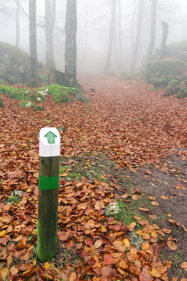 Wooden Signpost in Autumnal Forest Stock Image - Image of sign, guide ...