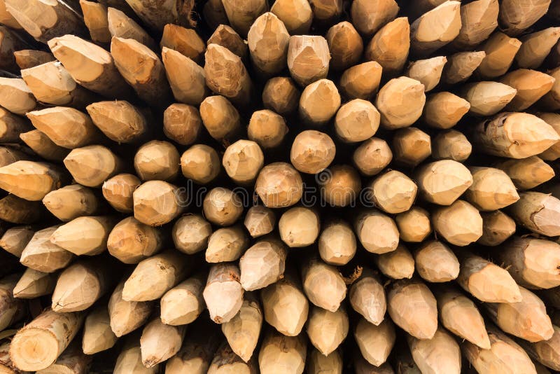 Sharp Wooden Spikes stock photo. Image of stake, danger - 9368962