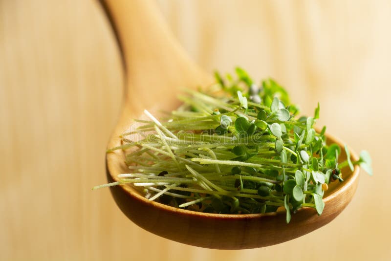 Wooden Spoon with Healthy Sprouts Stock Image - Image of diet, realfood ...