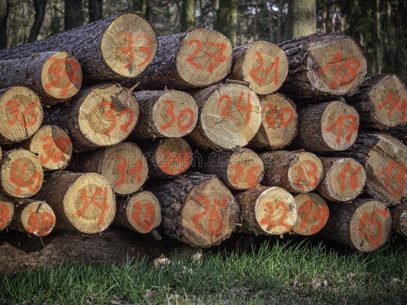 Wood pile with numbers stock photo. Image of tree, nummern - 205534672