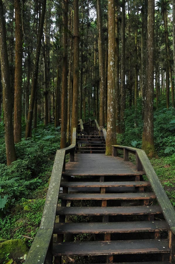 Wooden Stair Climbing Steps in Deep Forest Stock Image - Image of ...
