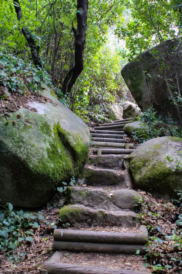 Wooden stair on park trail stock image. Image of staircase - 210024947