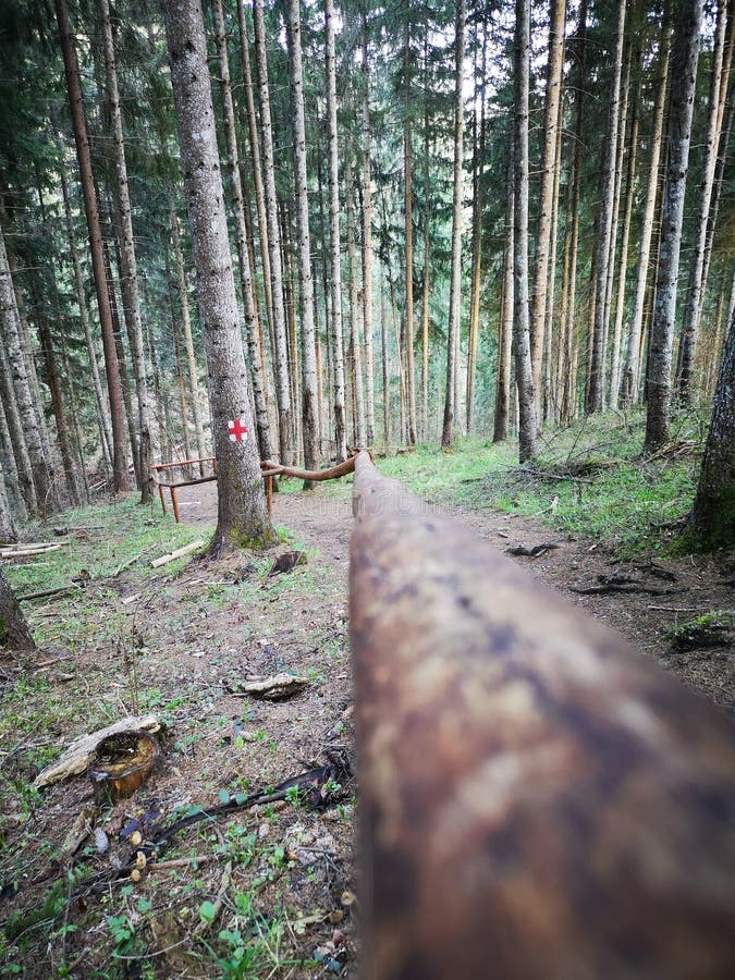 Wooden Stair Rail Guiding Down the Trail Stock Image - Image of green ...
