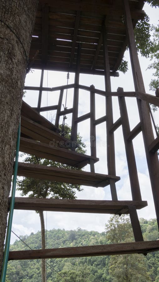Wooden stair step on tree stock image. Image of stairs - 75575203