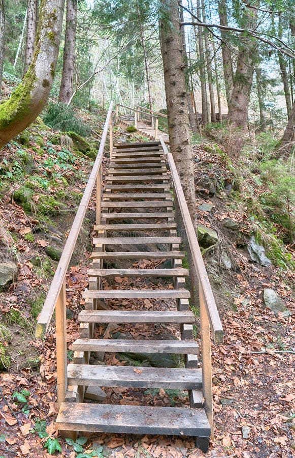 Staircase in the forest stock photo. Image of steps, stairs - 42421050