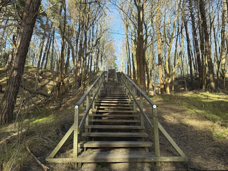 Wooden Staircase through Forest Trail on a Sunny Spring Day. Stock ...