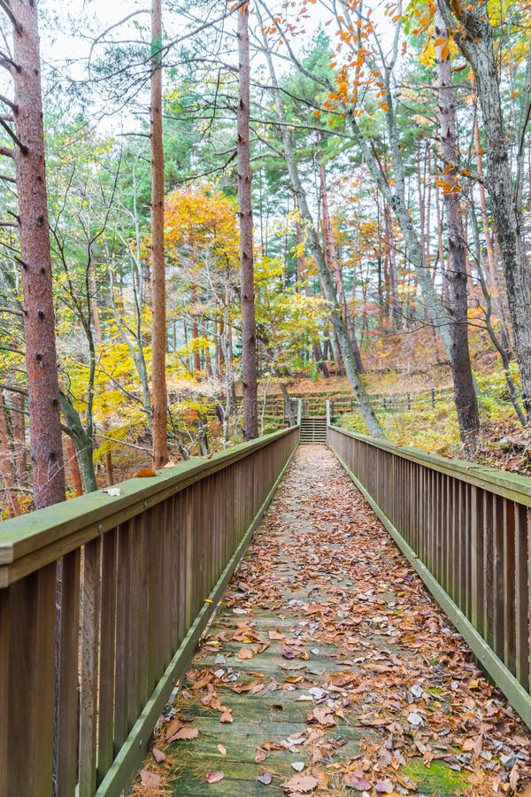 Wooden staircase in park. stock image. Image of outdoor - 71777621