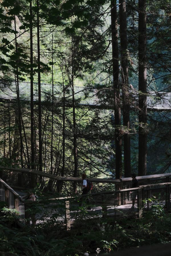 Wooden Stairs in the Forest Editorial Stock Photo - Image of wilderness ...