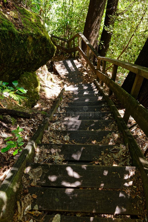 Wooden Stairs Going Down Hill on a Bush Track Stock Image - Image of ...