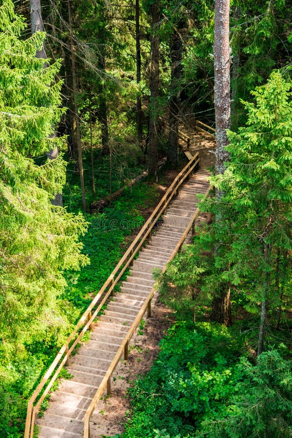 Wooden Stairs Going Down in the Middle of the Forest Stock Photo ...