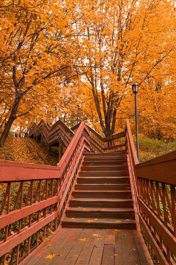 Wooden Stairs with Leaves in the Autumn Forest Stock Image - Image of ...