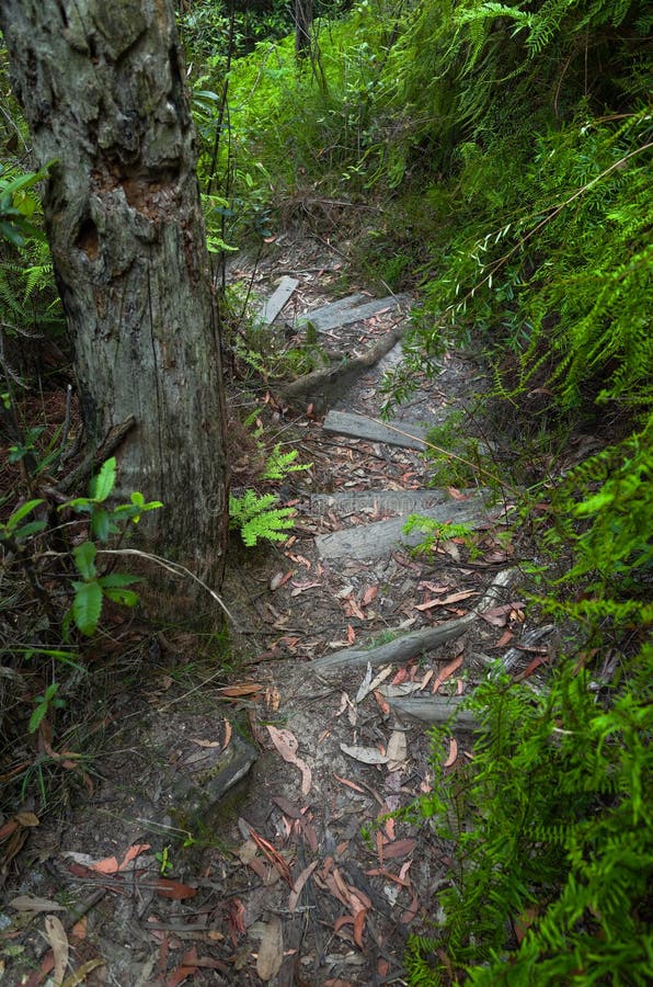 Wooden stairs on trail stock image. Image of outdoor - 51440237