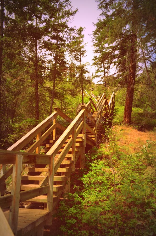 Wooden stairway in forest stock photo. Image of forested - 31709750
