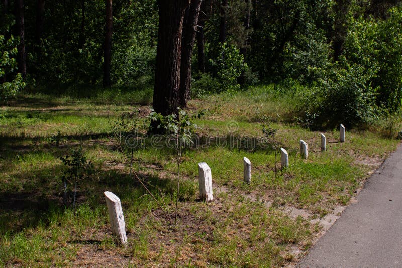 Wooden Stakes in the Ground Near the Forest Stock Photo - Image of dirt ...
