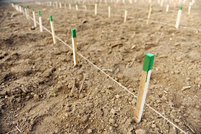Wooden stakes stock image. Image of horticulture, stake - 36800561