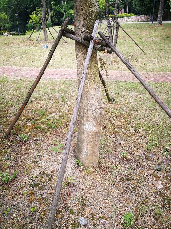 Wooden Stand To Protect the Tree Stock Image - Image of immobilization ...