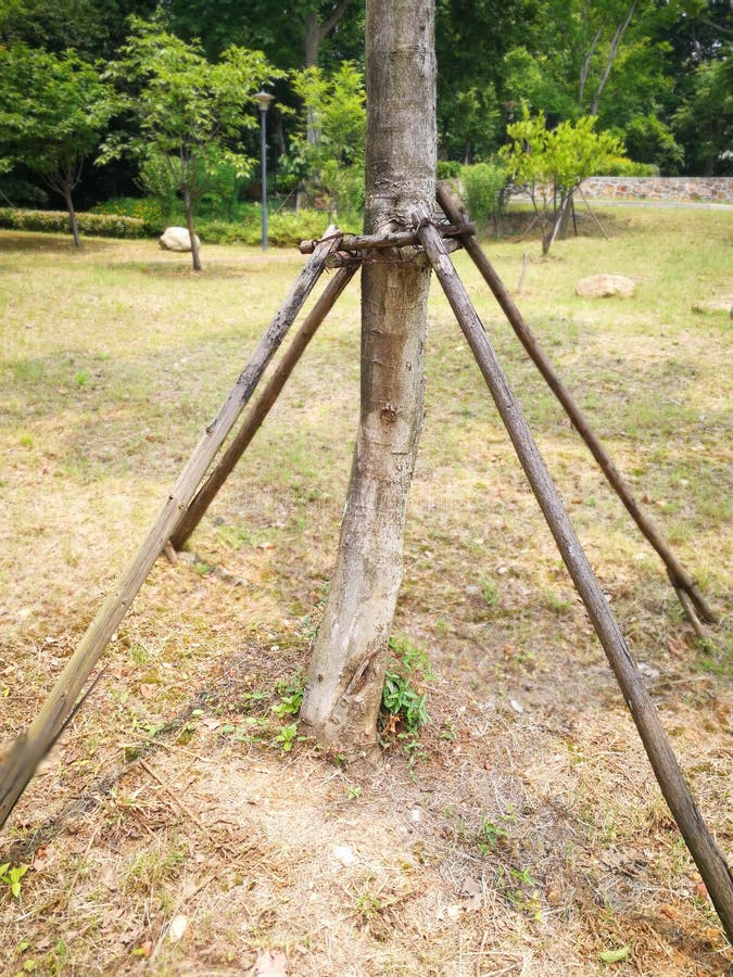 Wooden Stand To Protect the Tree Stock Photo - Image of sticks, wood ...