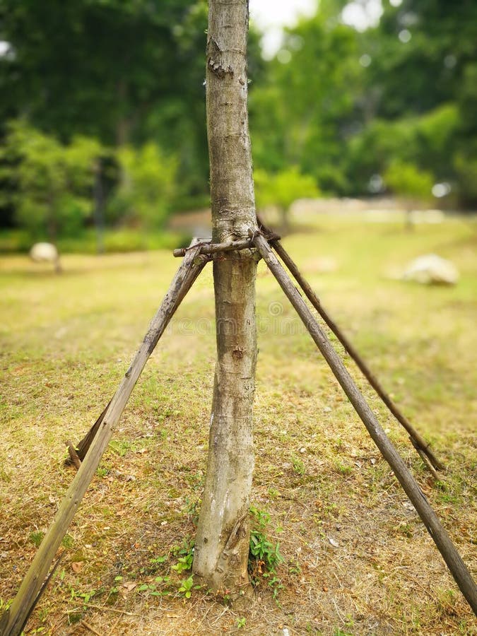 Wooden Stand To Protect the Tree Stock Image - Image of guardrail ...