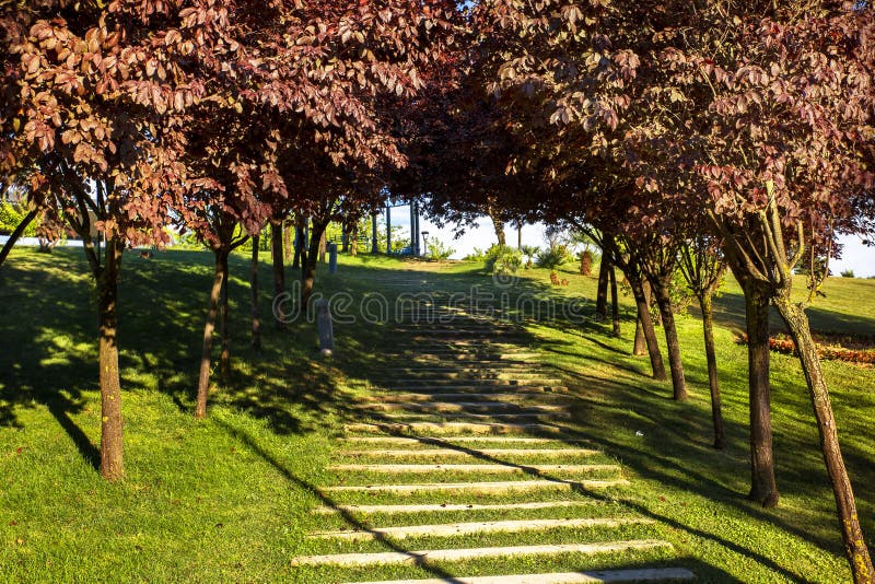 Wooden Steps Ascending on the Grass between the Trees Stock Image ...