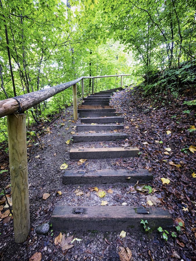 Wooden Steps into the Forest Stock Image - Image of forest, thinking ...