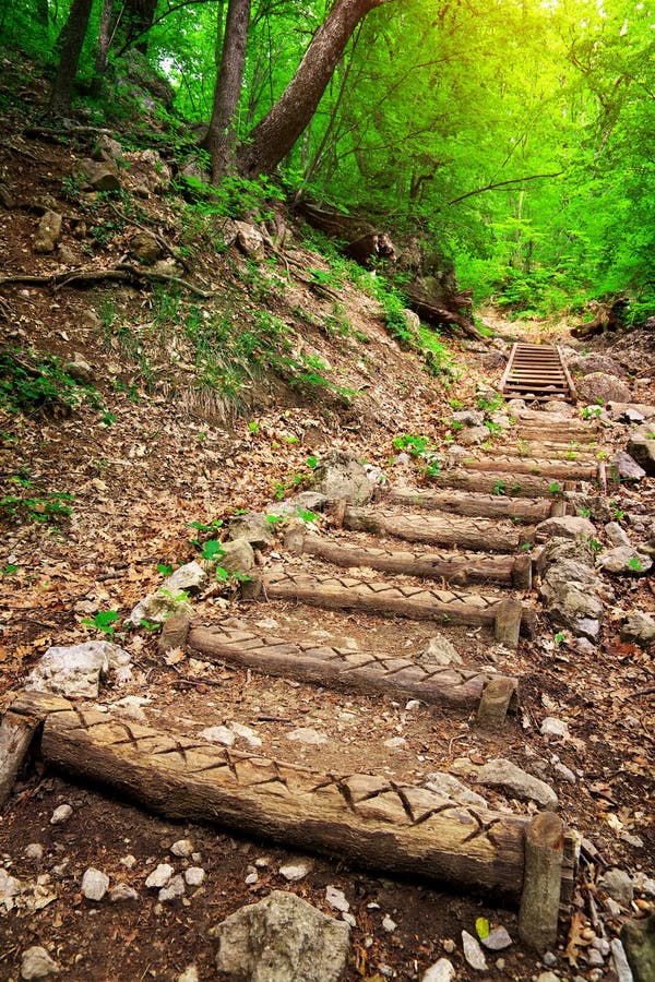 Wooden steps in forest. stock photo. Image of color, green - 31316784