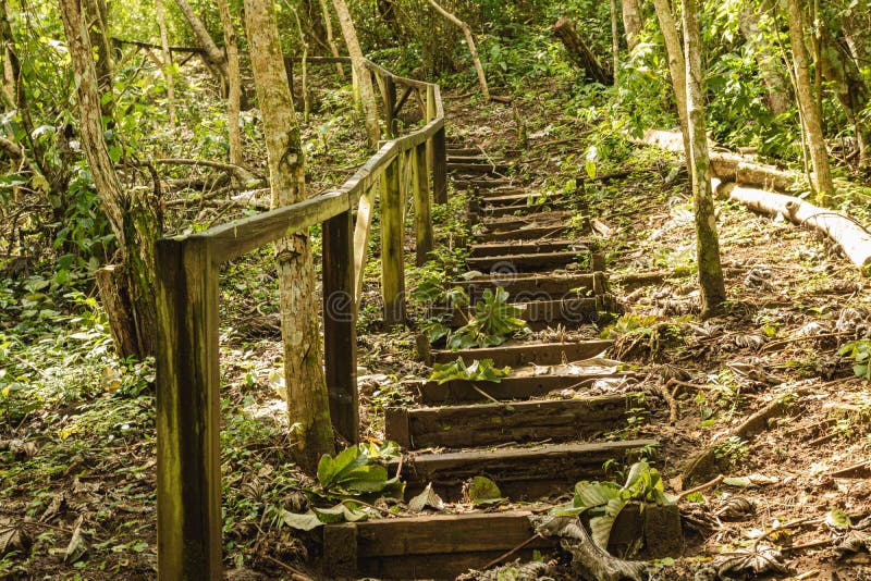 Wooden Steps on a Hiking Trail Surrounded by Leaves Stock Image - Image ...