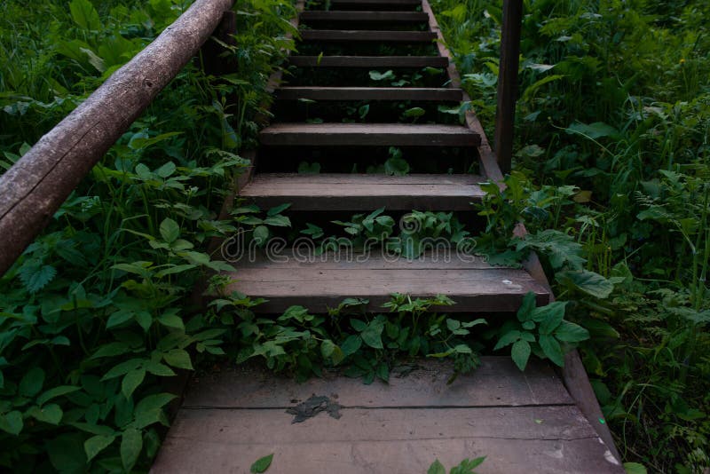 Wooden Steps Overgrown with Grass Stock Image - Image of wooden, step ...