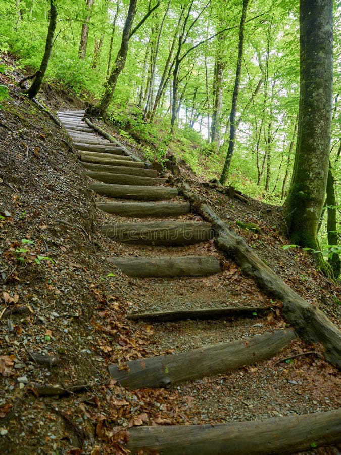 Wooden Steps on the Tourist Trail in the Spring in the Forest Stock ...
