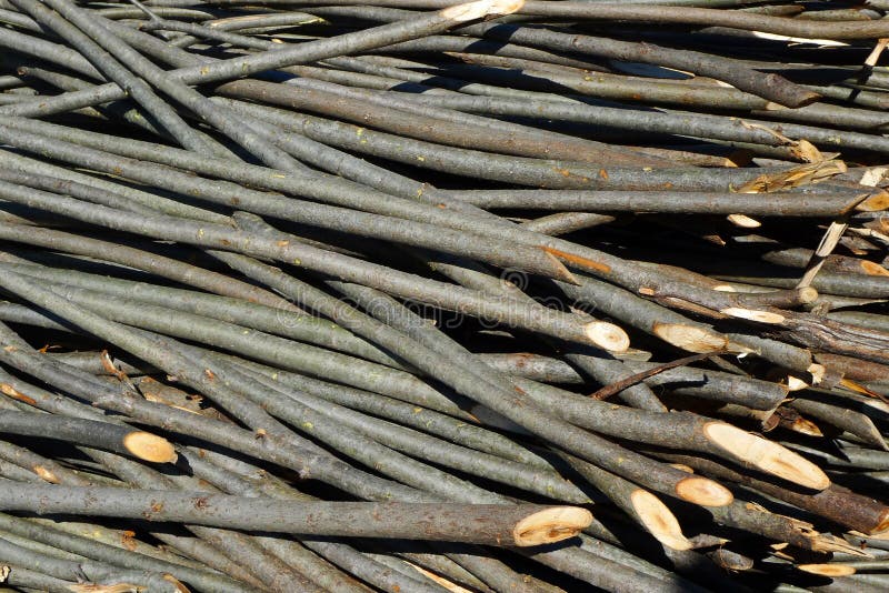 Wooden Sticks for Fence Construction Stock Photo - Image of stick ...