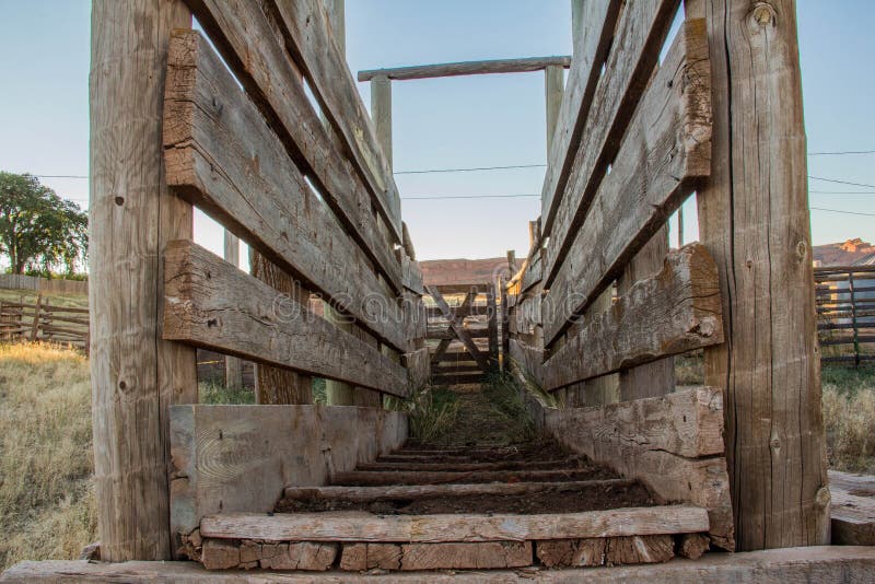 227 Loading Cattle Stock Photos - Free & Royalty-Free Stock Photos from ...