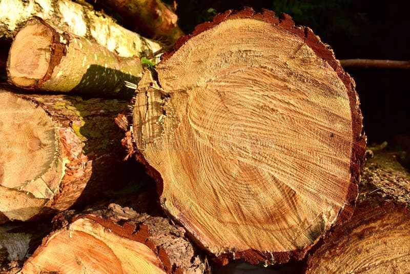 Walnut Log Cross Section