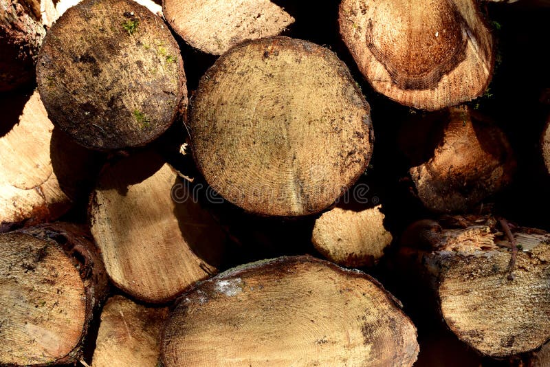 Wooden Structure. Cross Sectional Cut End of Log Showing the Pattern ...