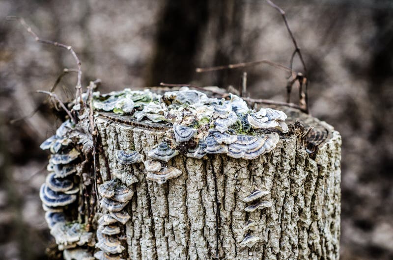 222 Twig Structures Stock Photos - Free & Royalty-Free Stock Photos ...