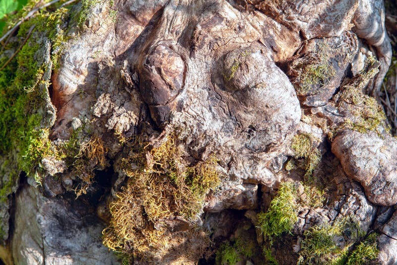 Wooden Structure of Tree Root Stock Photo - Image of moss, spring ...