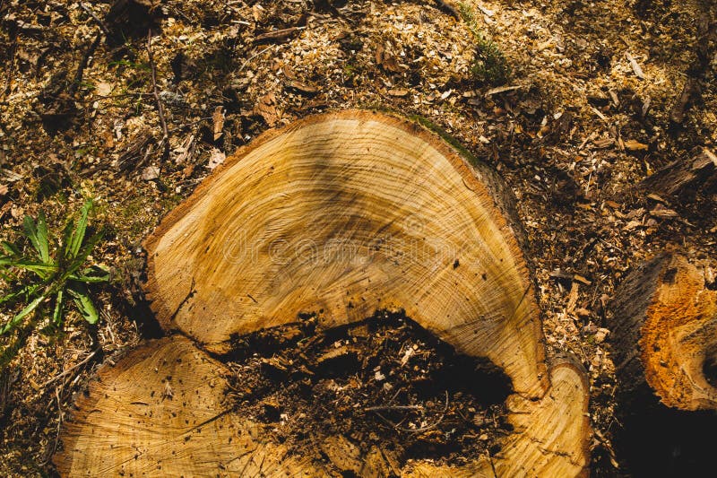 Wooden Stump in the Forest. Beatiful Summer Nature Scene Stock Photo ...
