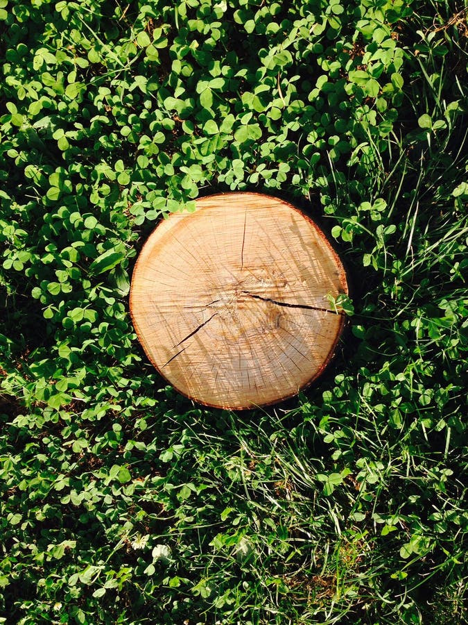 Wooden Stump on a Green Clover Background Stock Photo - Image of green ...