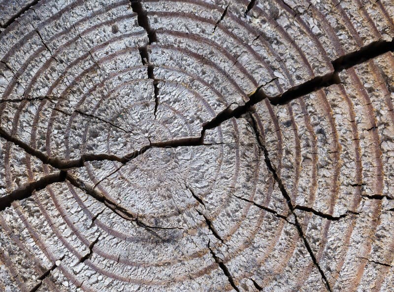 Wooden Stump Round Cut Down Tree with Cracks. Stock Image - Image of ...