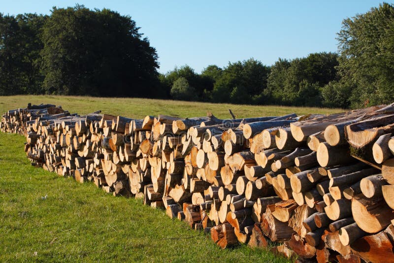 Wooden stumps stock photo. Image of field, trees, circle - 14209258